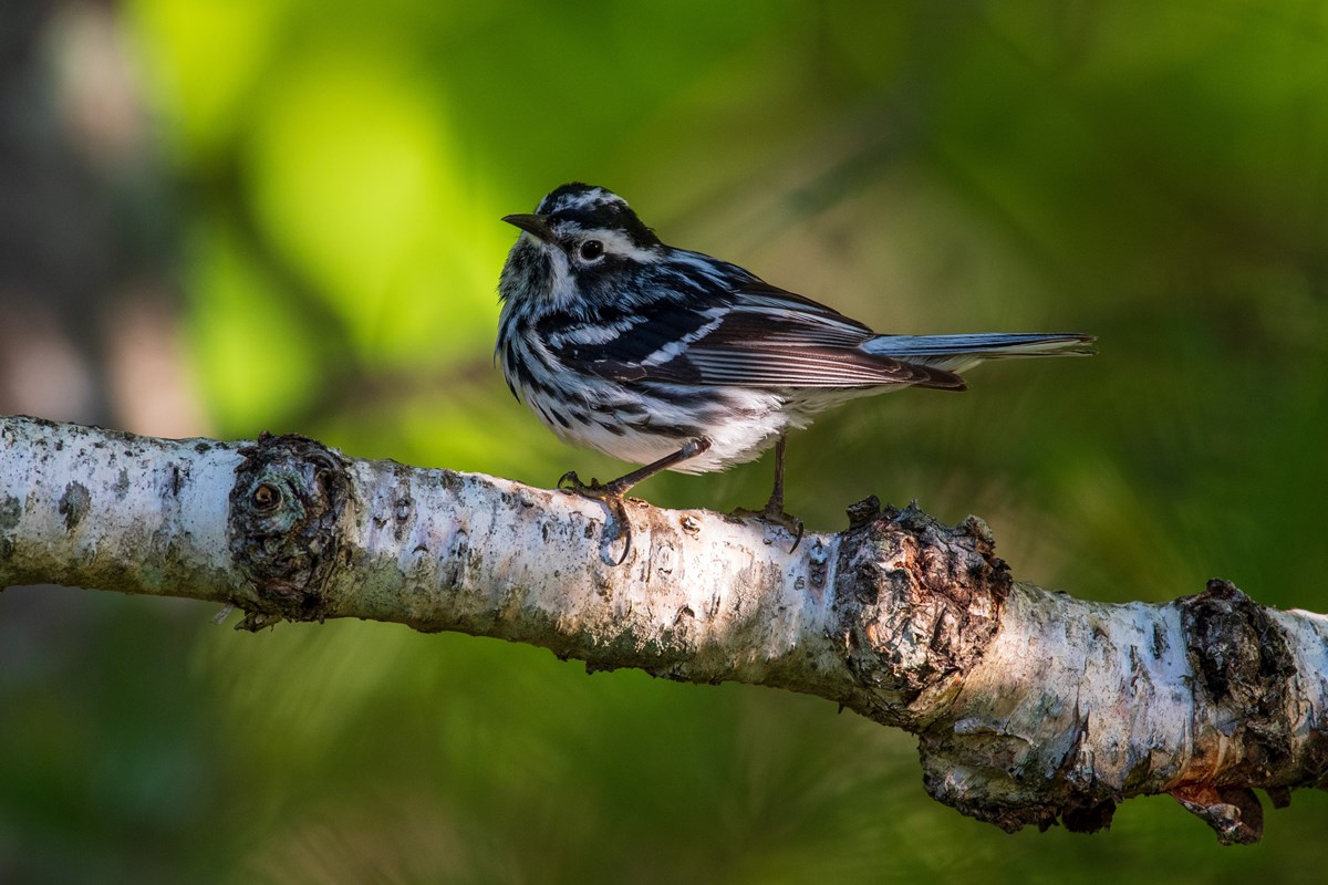 Birds - Acadia National Park (U.S. National Park Service)