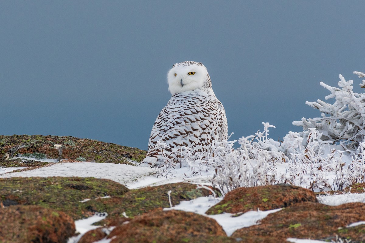 Birds - Acadia National Park (U.S. National Park Service)