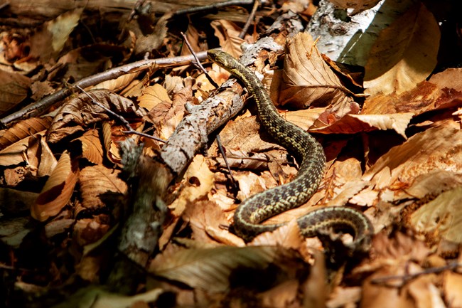Amphibians and Reptiles - Acadia National Park (U.S. National Park Service)