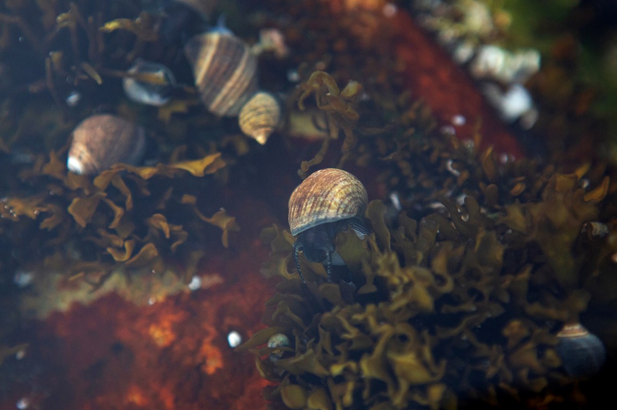 Tidepooling - Acadia National Park (U.S. National Park Service)