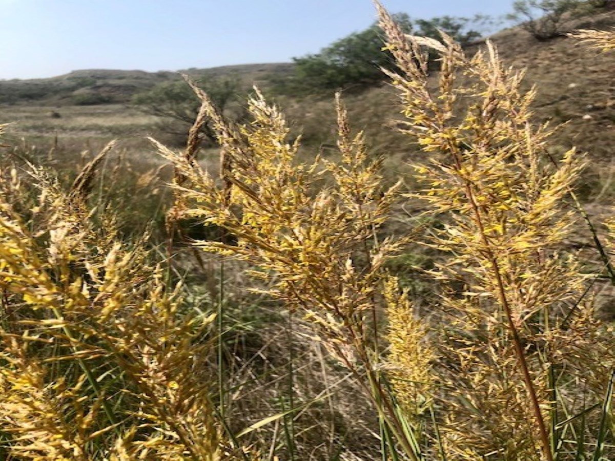 Grasses - Alibates Flint Quarries National Monument (U.S. National Park ...