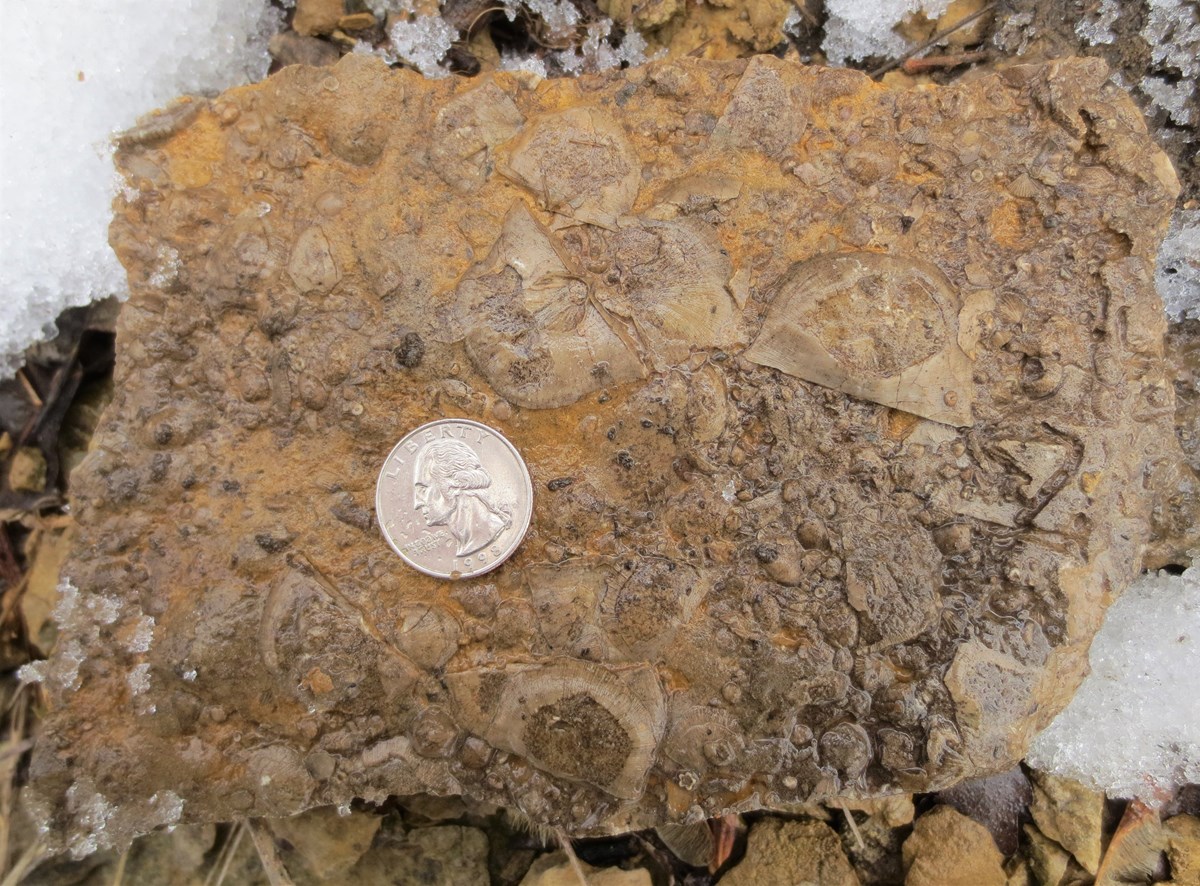 Ordovician Period—485.4 to 443.8 MYA (U.S. National Park Service)