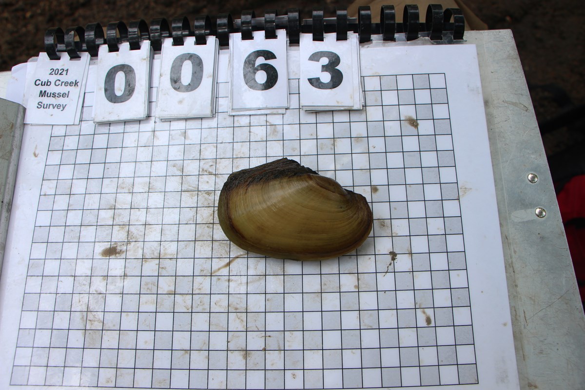Partnership Is Helping Us Restore Mussel Diversity in Cub Creek (U.S ...