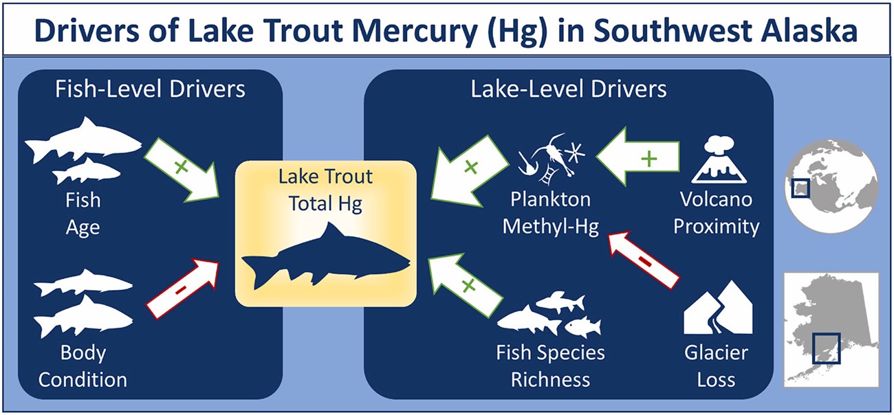 Factors that influence mercury concentrations in lake trout (U.S ...