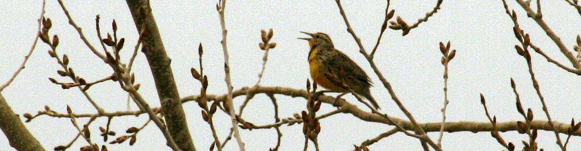 Badlands Birds (U.S. National Park Service)