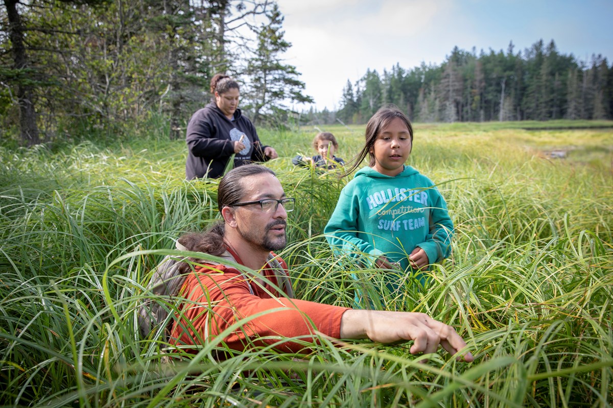 Gathering Sweetgrass and Renewing the Past: How Science at Acadia Is ...