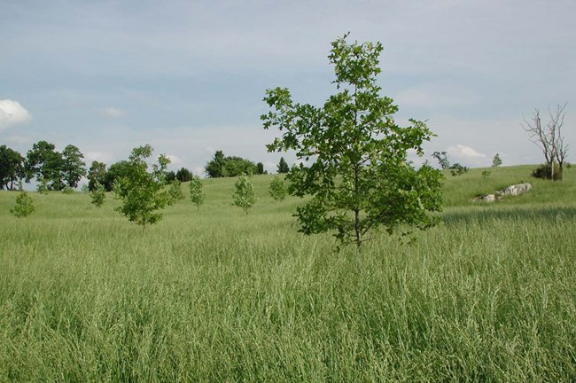 Back to the Future: National Park Service to convert agricultural acres ...
