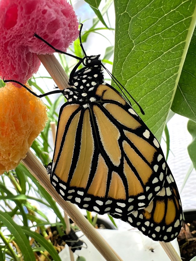 Monarch Butterfly Survival Depends on More than Milkweed (U.S. National ...