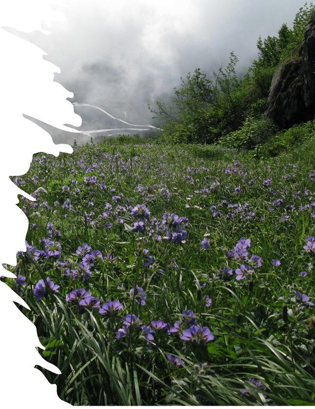 Project Profile: Alaska Native Vegetation and Seed Collection (U.S ...