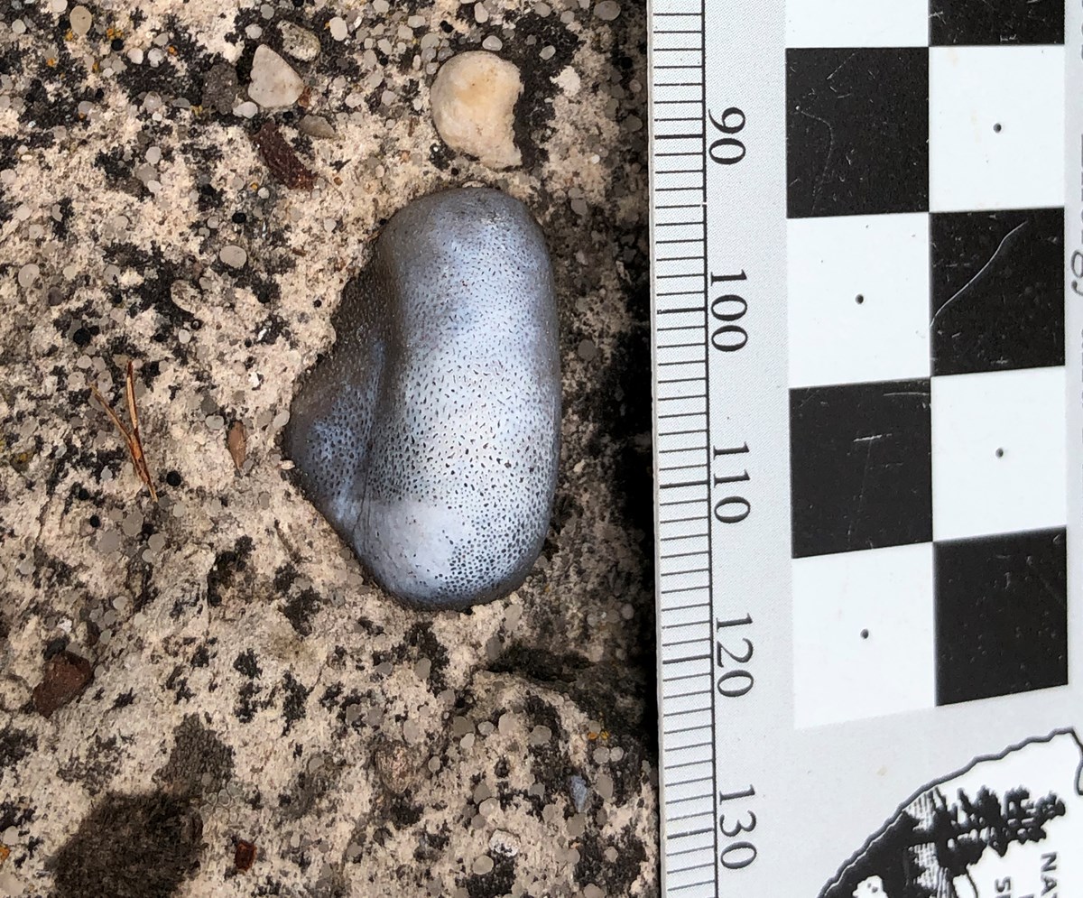 Fossil Inventories Uncover Permian Sharks in Western National Parks (U ...