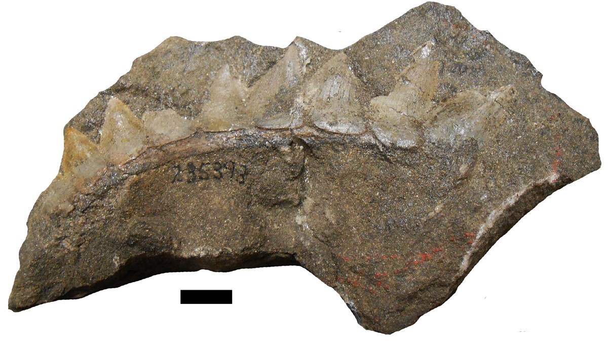 Fossil Inventories Uncover Permian Sharks in Western National Parks (U ...