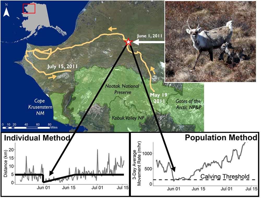 New Insights from an Enduring Tool: Using GPS Data to Detect Calving ...