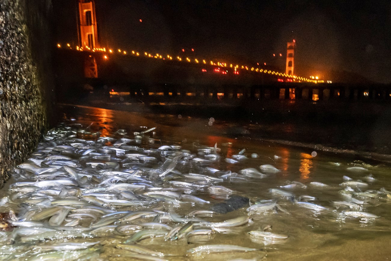 Summer Moon Lures Silvery Fish Ashore to Spawn At Crissy Beach. Climate ...