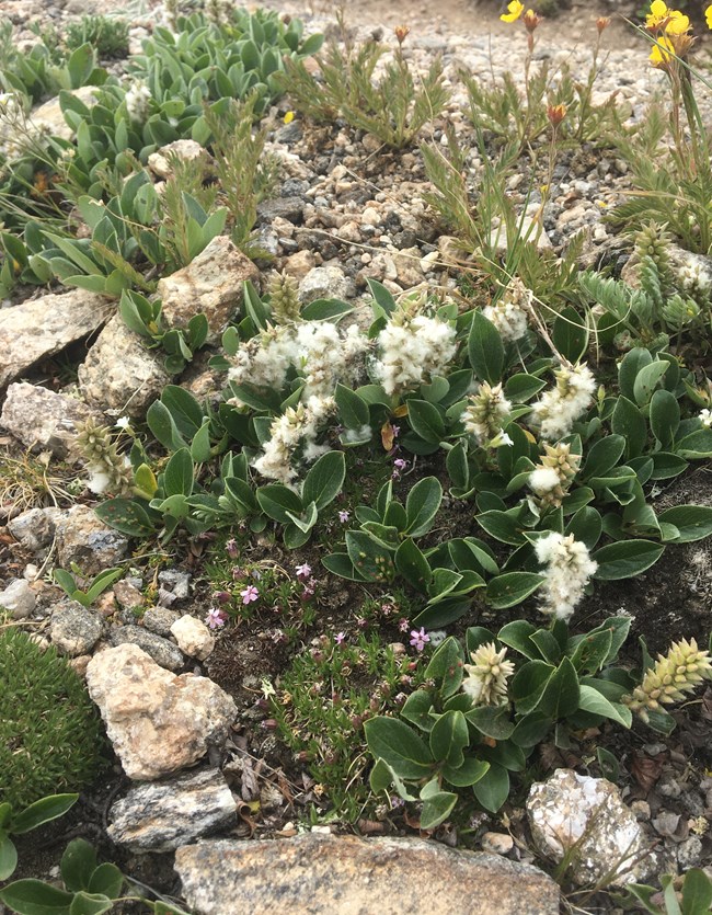 Little Willows at Great Heights (U.S. National Park Service)