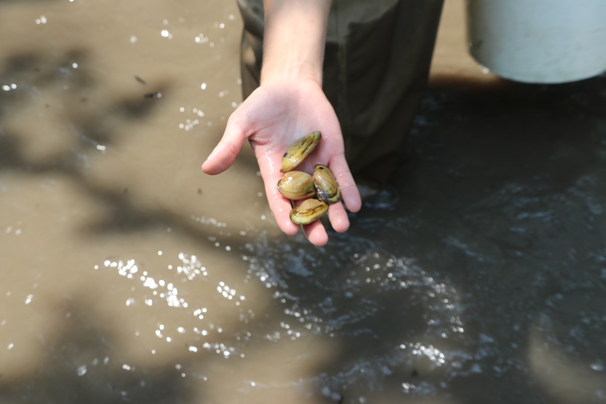 Partnership Is Helping Us Restore Mussel Diversity in Cub Creek (U.S ...