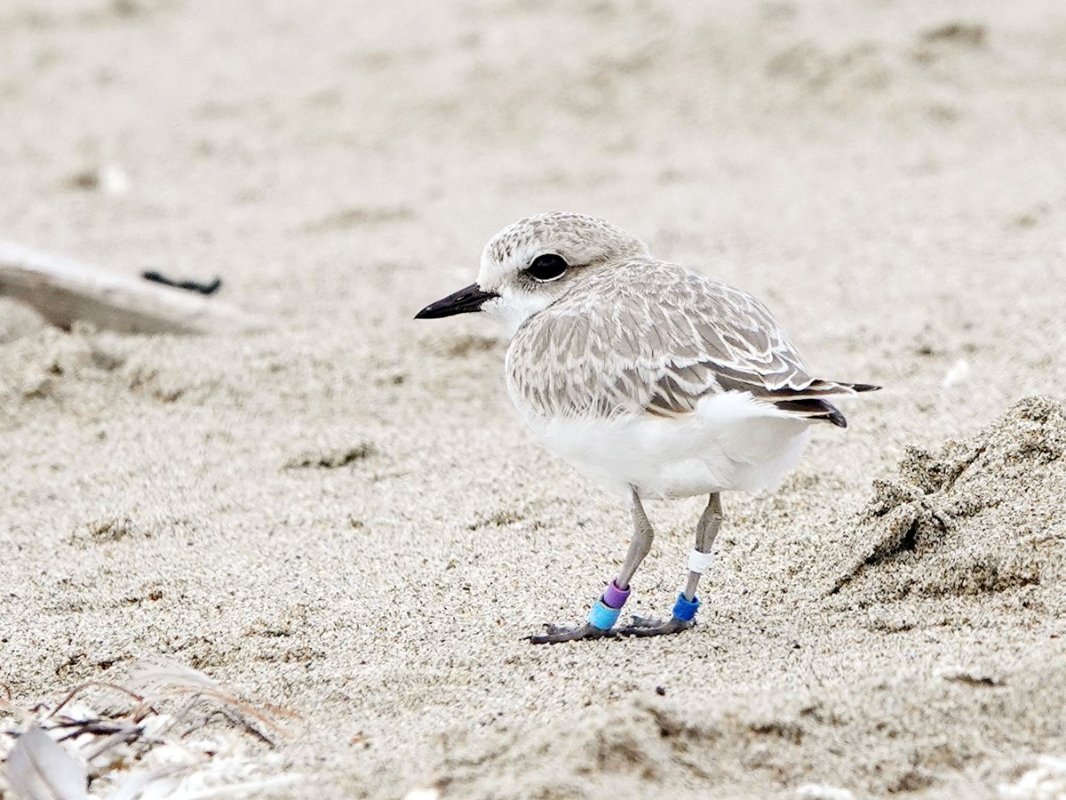 Western Snowy Plovers Have Record Breaking 2022 Season at Point Reyes ...