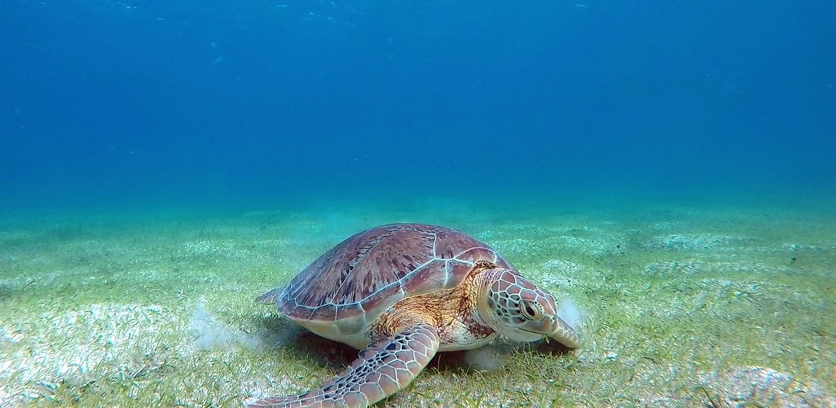 Why Sea Turtles Returned to Buck Island (U.S. National Park Service)