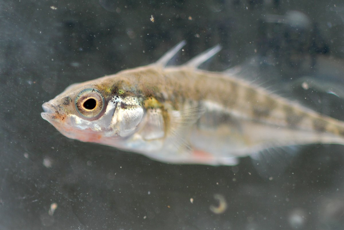 Biologists Seek to Reintroduce More Genetically Robust Stickleback ...