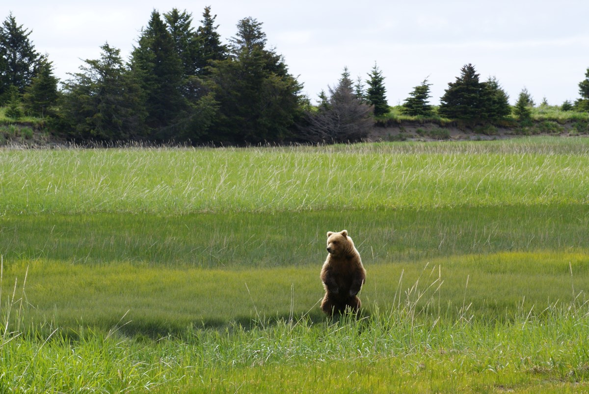 West Cook Inlet Ecology (U.S. National Park Service)