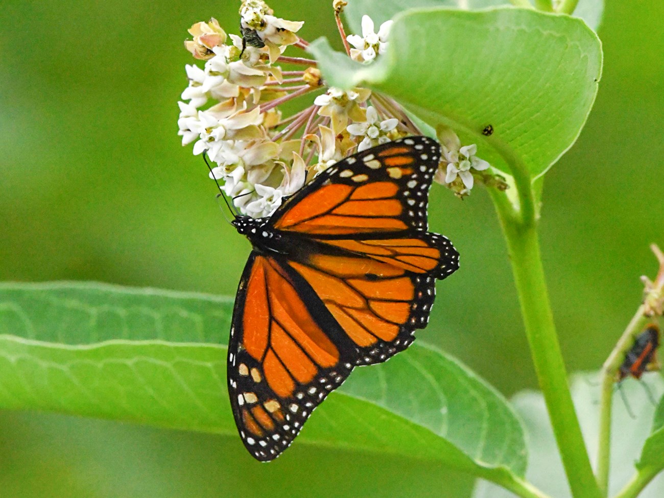 Monarch Butterfly - Featured Creature (U.S. National Park Service)