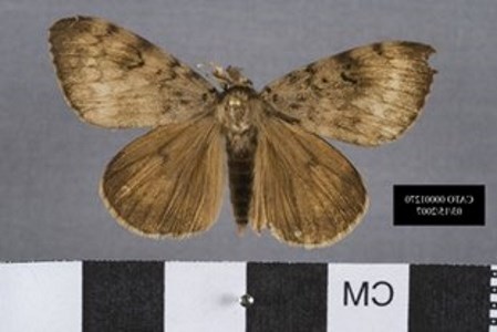 April IPM Webinars – Spongy Moths and Non-Leaded Ammunition (U.S ...