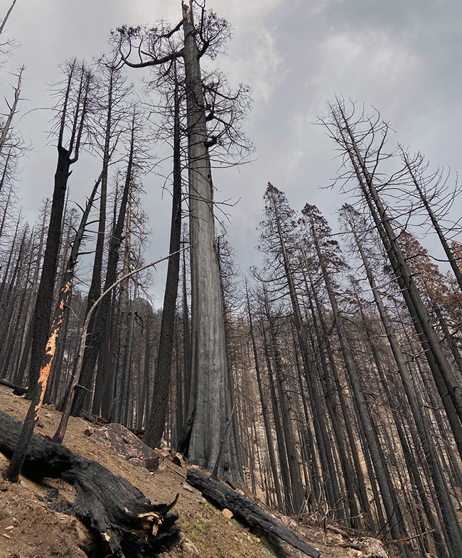 Burned Area Rehabilitation projects help save sequoias (U.S. National ...