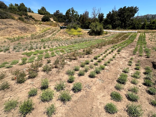 Expanding plant materials capacity for national parks and refuges in ...