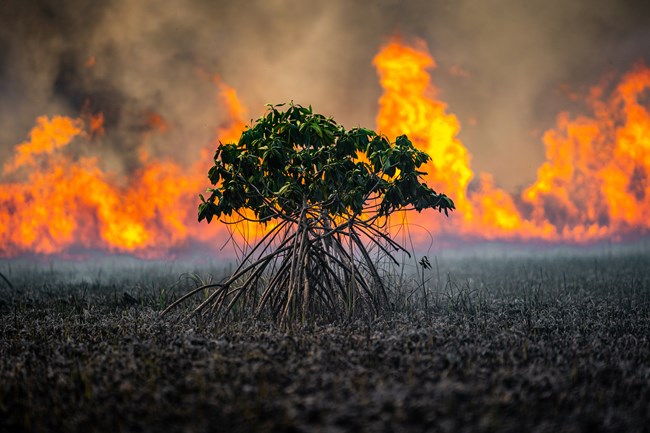 Beauty in the flames: How South Florida Fire and Aviation is using art ...
