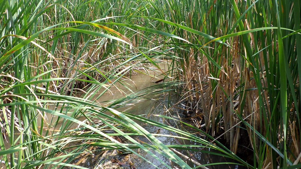 How a Flower and Fish Changed the Niobrara River (U.S. National Park ...