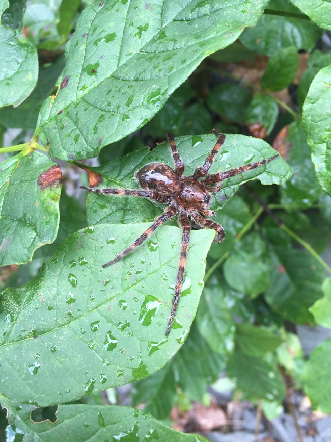 Identifying Insect Communities: Testing DNA Tests (U.S. National Park ...