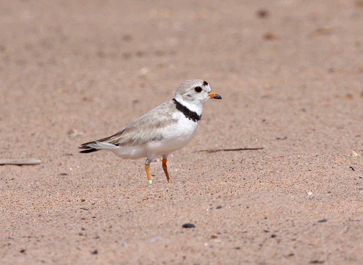 Piping Plovers On The Move (U.S. National Park Service)