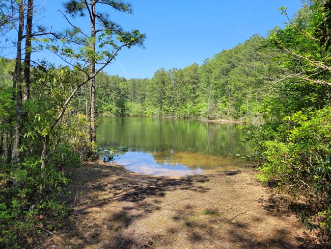 Off the Beaten Path Adventures in Pocomoke State Forest (U.S. National ...