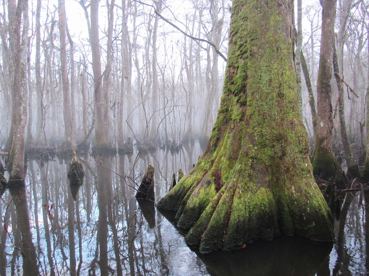 Audubon Center at Francis Beidler Forest #TakeovertheNetwork (U.S ...