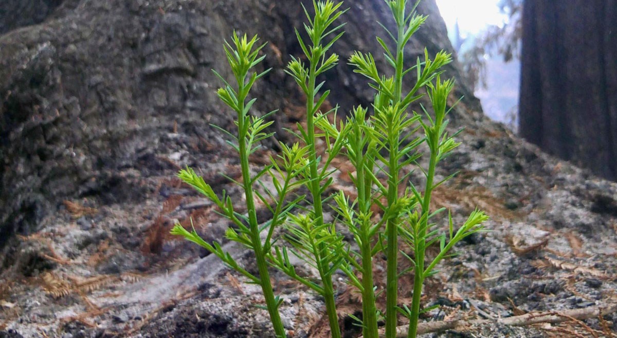 Fire & Redwoods—What Does the Future Hold for this Ancient Species? (U ...
