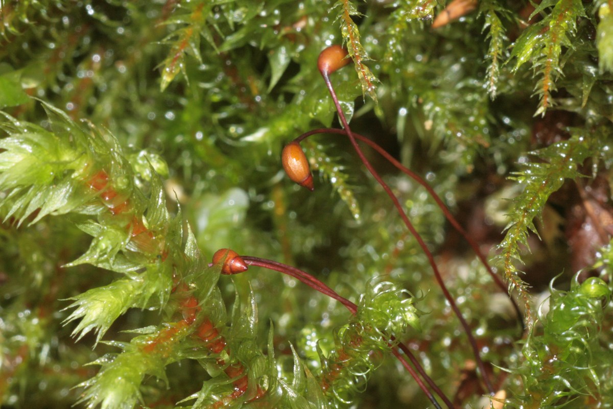 Electrified Cat's Tail Moss (U.S. National Park Service)