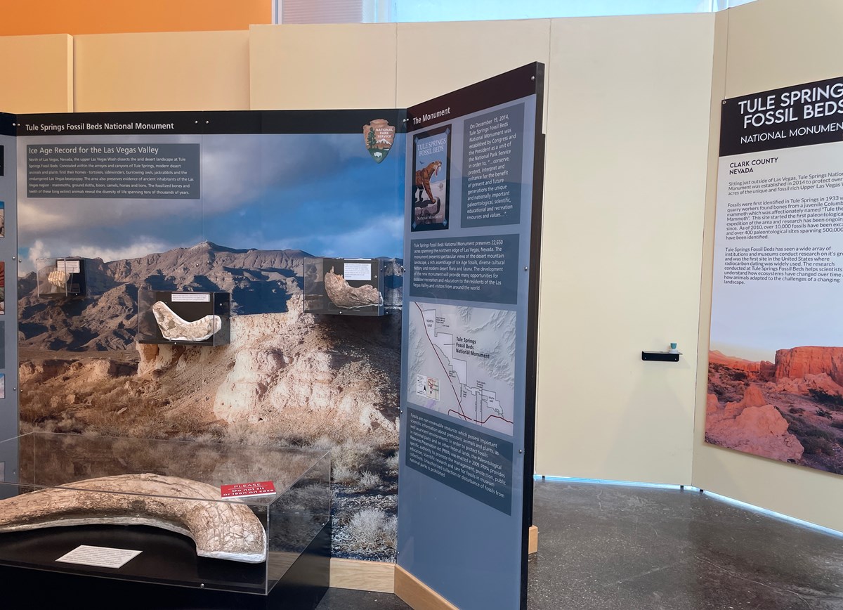From Sea to Shining Sea: "Fossils from Your Public Lands" at the ...