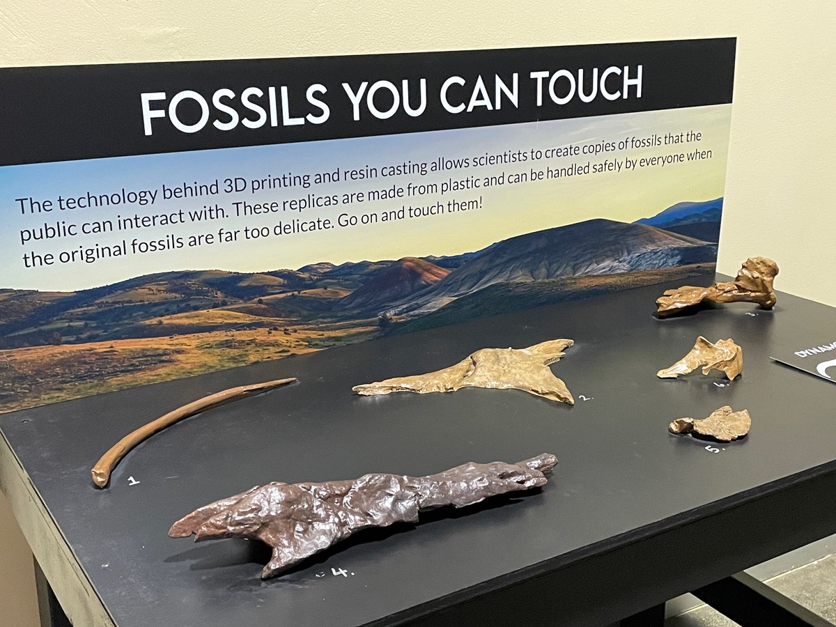 From Sea to Shining Sea: "Fossils from Your Public Lands" at the ...