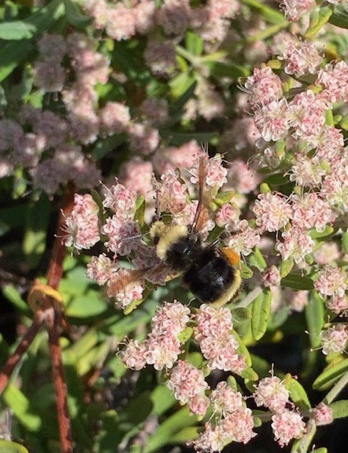 New Monitoring Efforts Track Pollinator Populations at John Muir ...