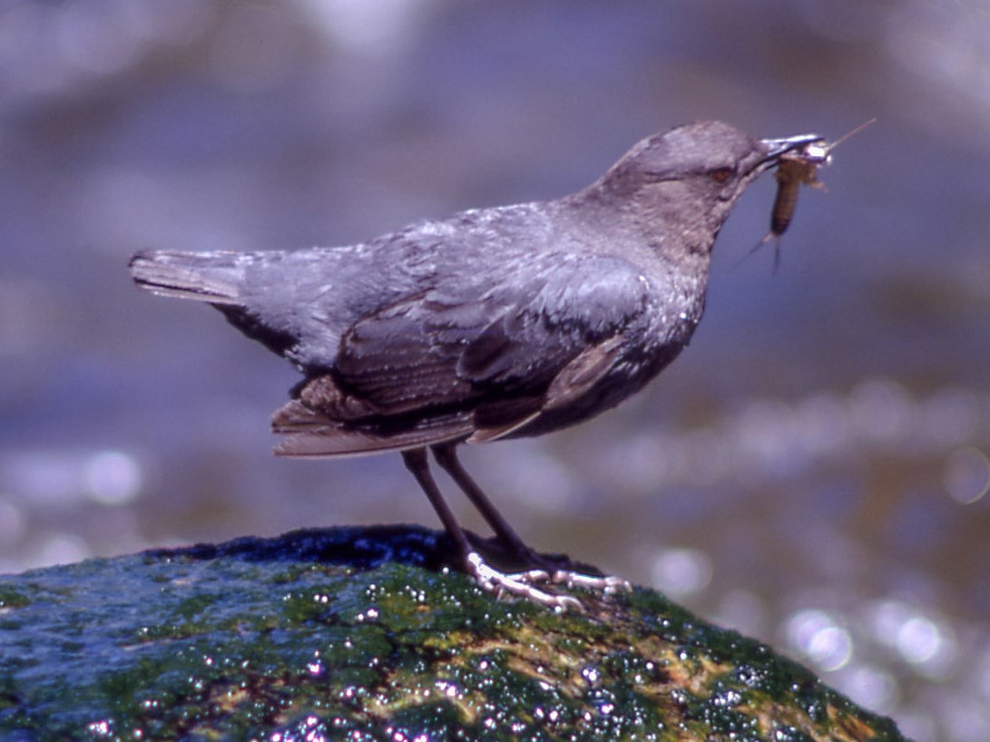 American Dipper (U.S. National Park Service)