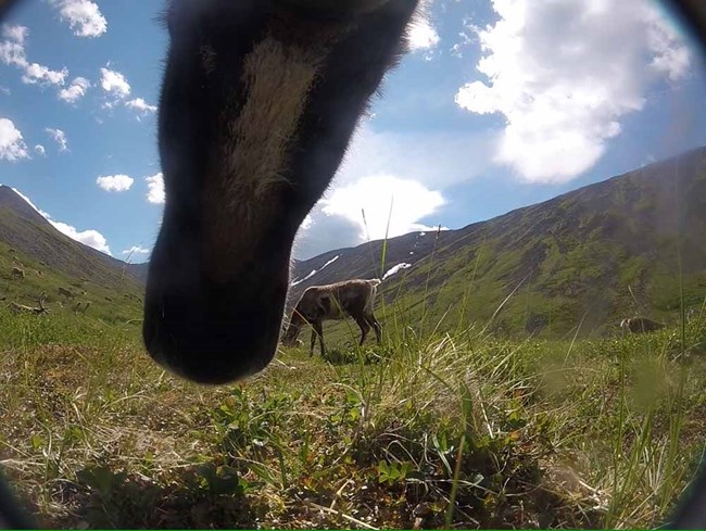 Caribou foraging changes with the seasons and insect harassment (U.S ...