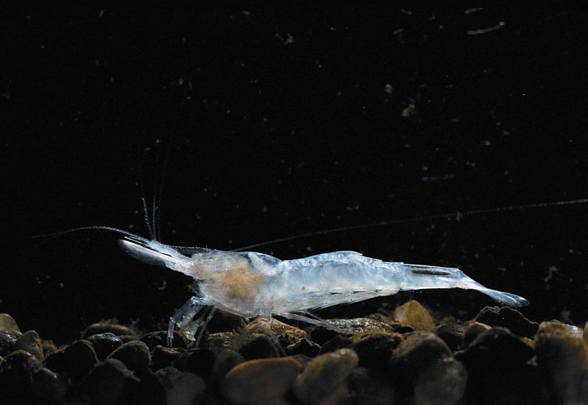 Kentucky Cave Shrimp: Endangered Species of Mammoth Cave (U.S. National ...