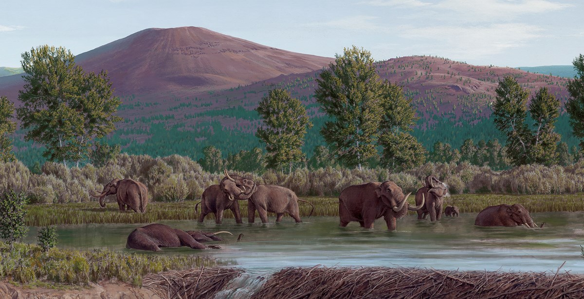 The American Mastodon (Mammut americanum) (U.S. National Park Service)