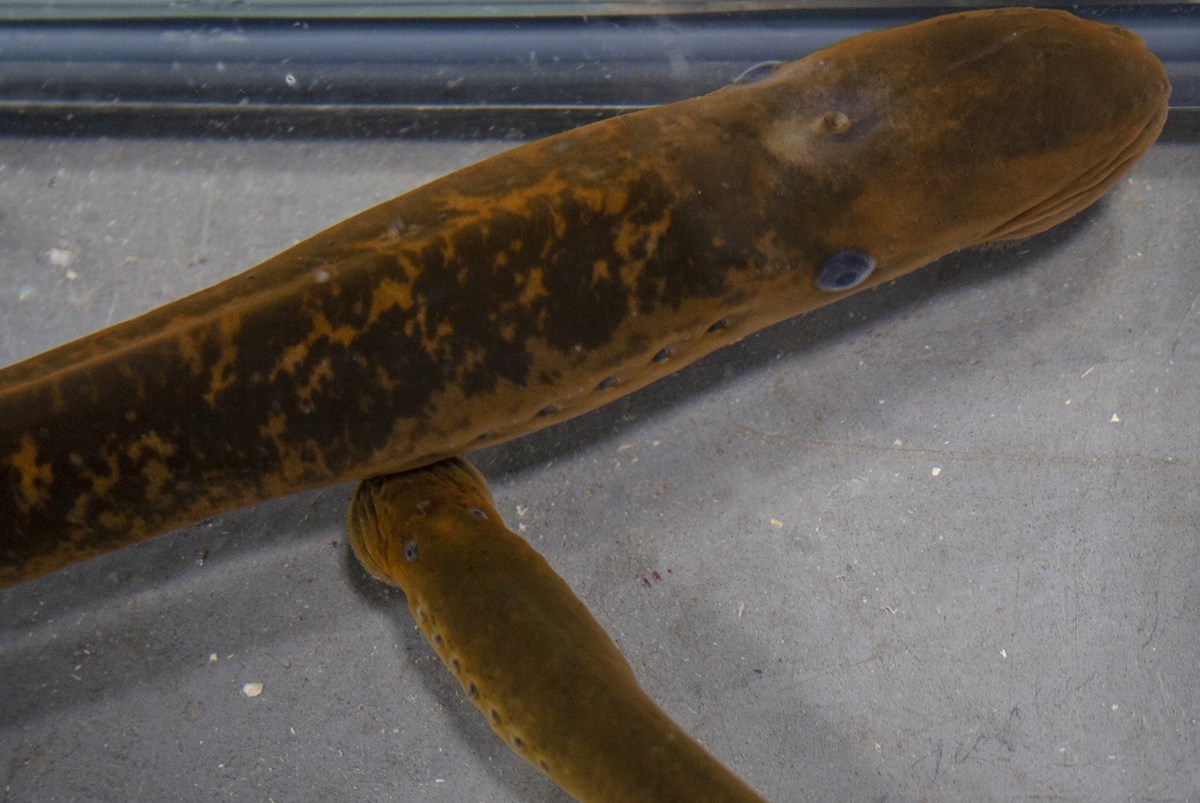 Sea Lamprey around the Apostle Islands (U.S. National Park Service)