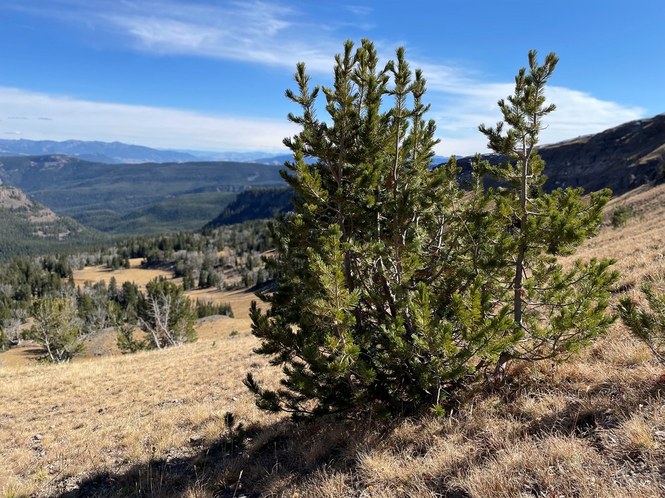 Interagency Whitebark Pine Monitoring Program in the Greater ...
