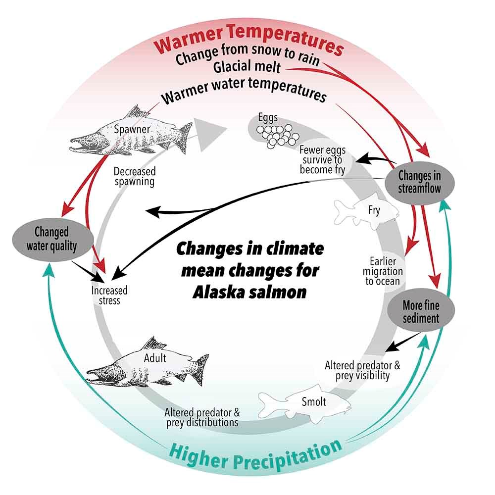 So Goes the Snow: Alaska Snowpack Changes and Impacts on Pacific Salmon ...