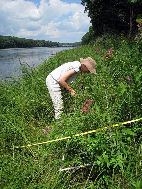 Unique Riverside Habitat Needs Restoration (U.S. National Park Service)