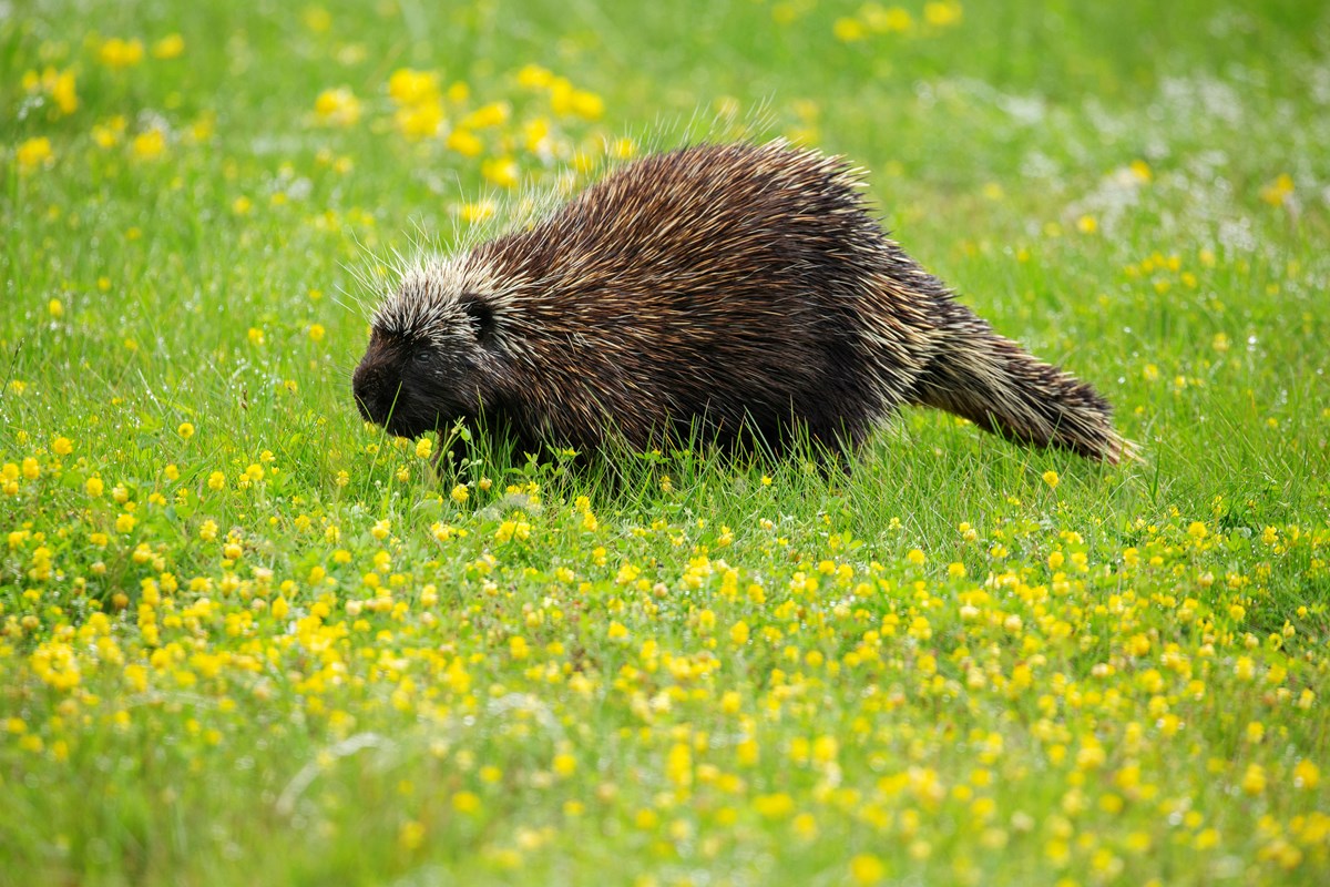 Acadia Porcupines (U.S. National Park Service)