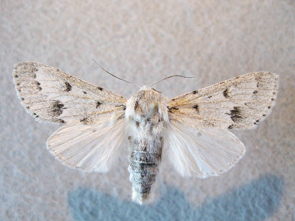 Moths of the North Coast & Cascades (U.S. National Park Service)