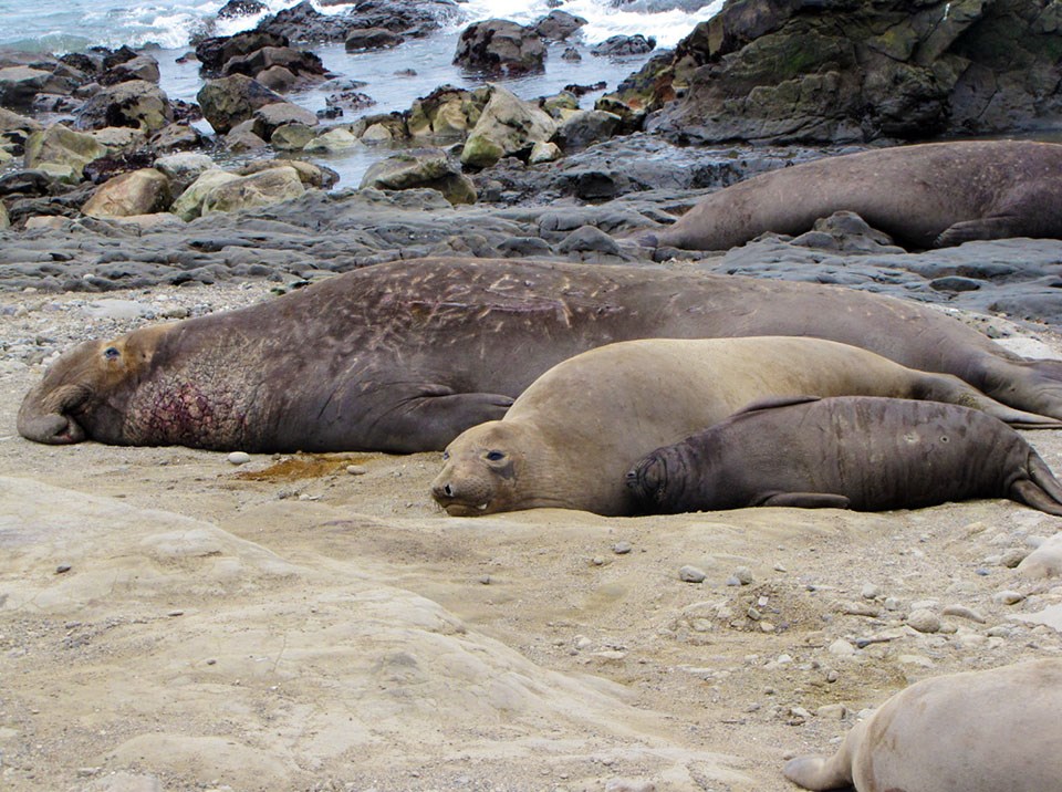 Elephant Seal Monitoring at Point Reyes National Seashore (U.S ...