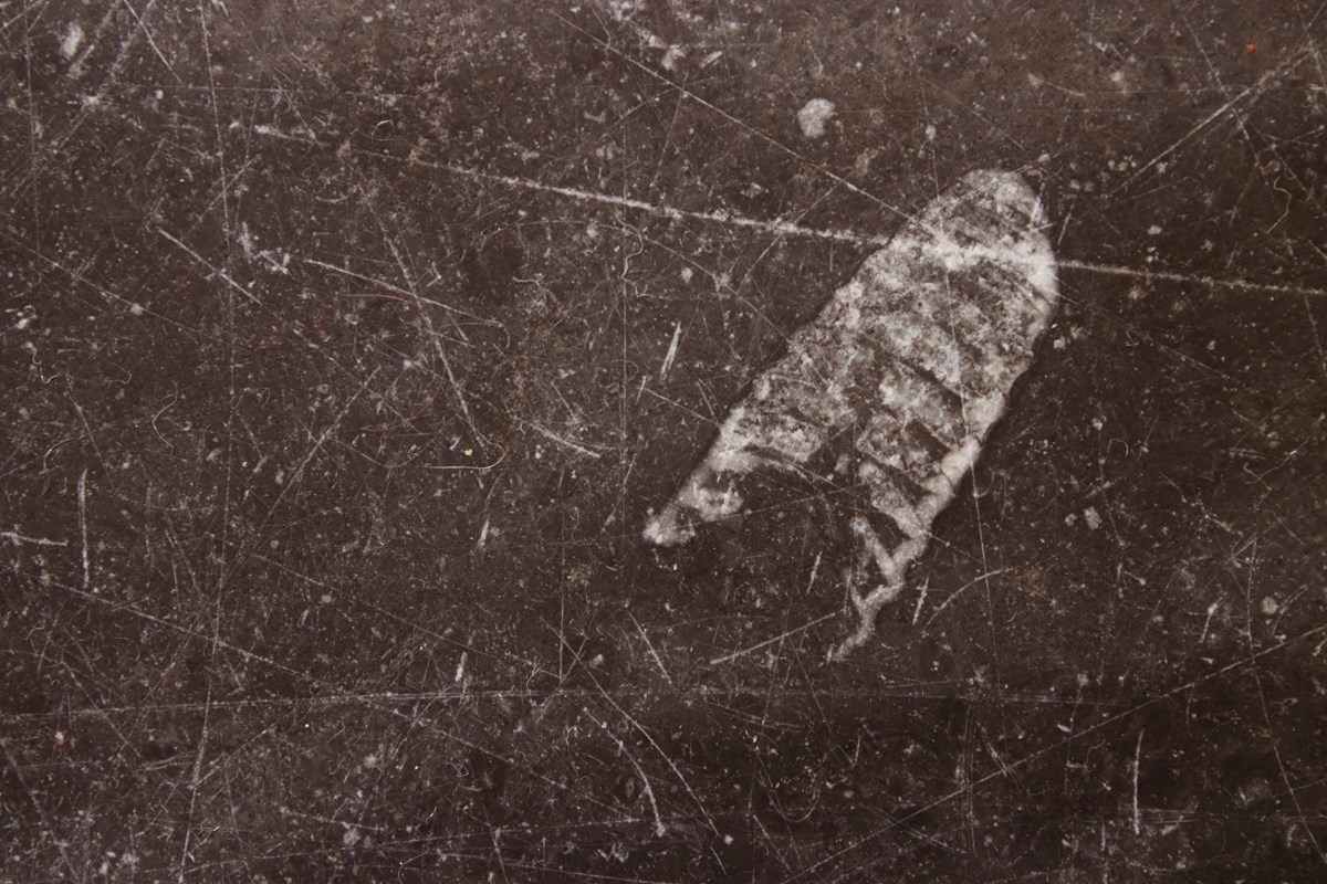 The Second Bank of the United States: Ordovician Fossils in 19th ...